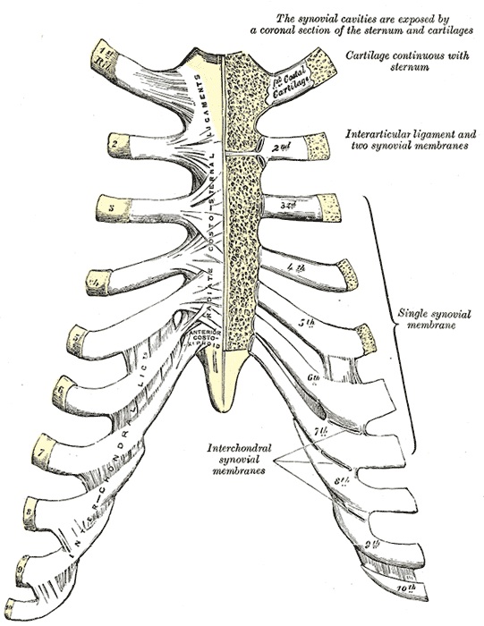 Sternocostal Joints - WikiSM (Sports Medicine Wiki)
