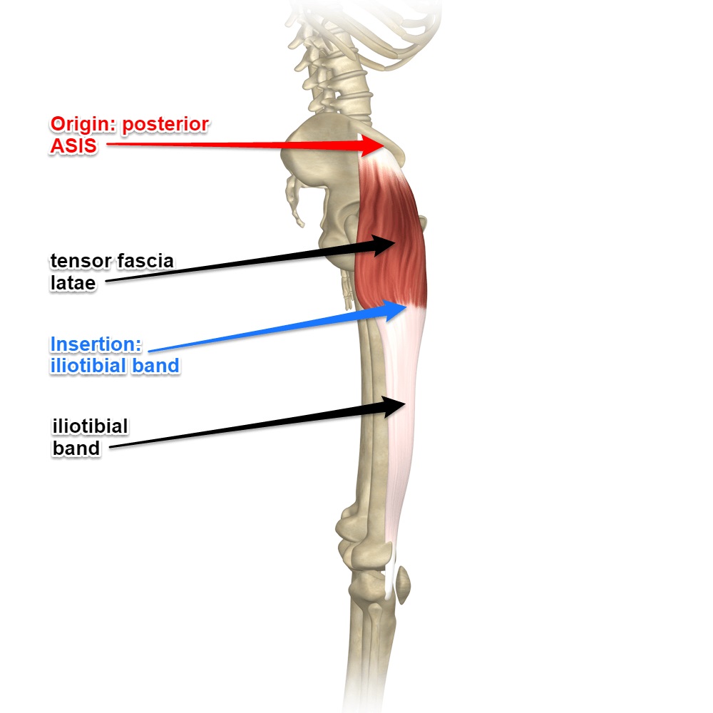 Tensor Fasciae Latae - WikiSM (Sports Medicine Wiki)
