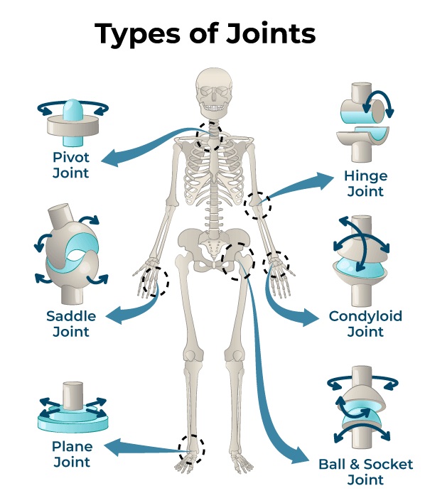 Joints Anatomy WikiSM Sports Medicine Wiki 