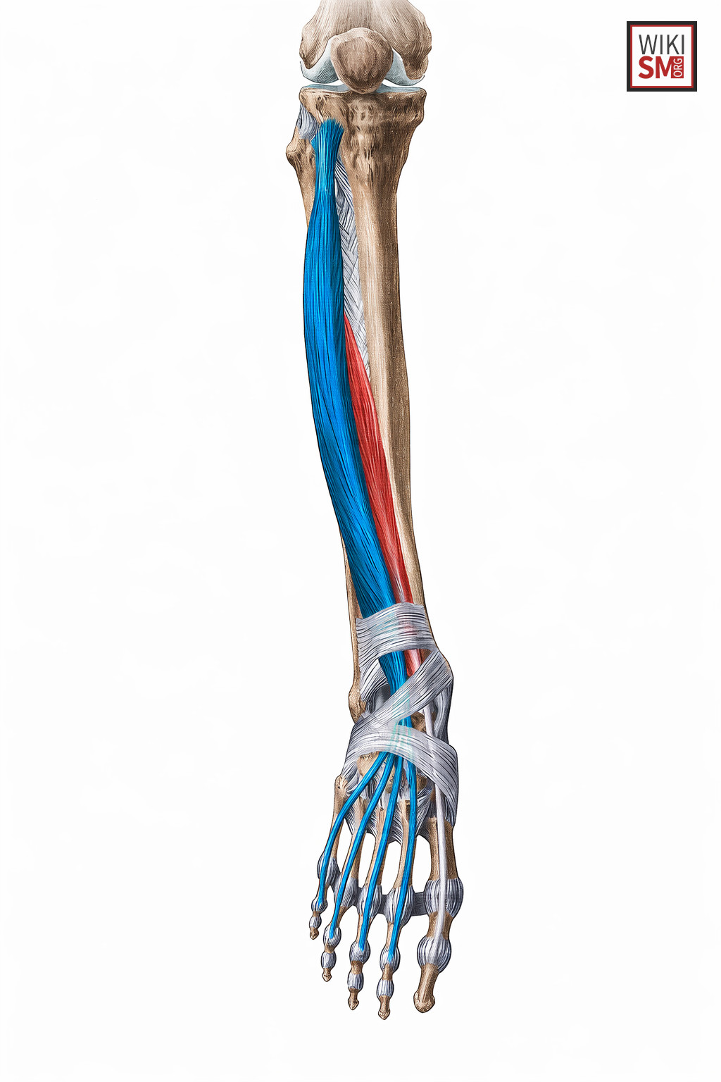 Extensor Digitorum Longus - WikiSM (Sports Medicine Wiki)