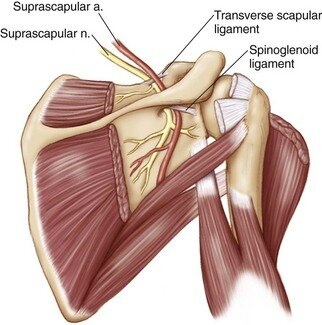 Transverse Scapular Ligament - WikiSM (Sports Medicine Wiki)