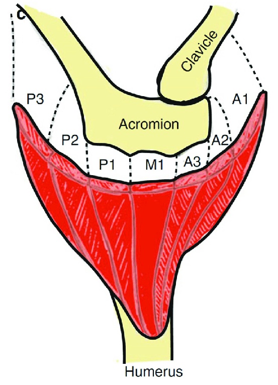 Deltoid - WikiSM (Sports Medicine Wiki)