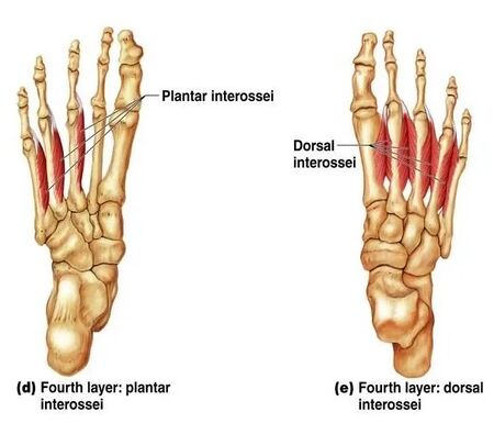 Dorsal Interossei of the Foot - WikiSM (Sports Medicine Wiki)