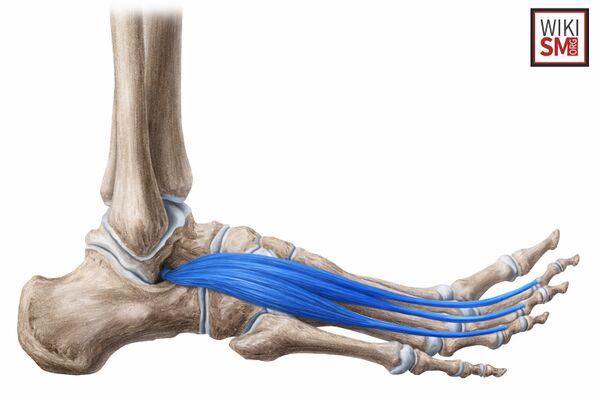 Extensor Digitorum Brevis - WikiSM (Sports Medicine Wiki)