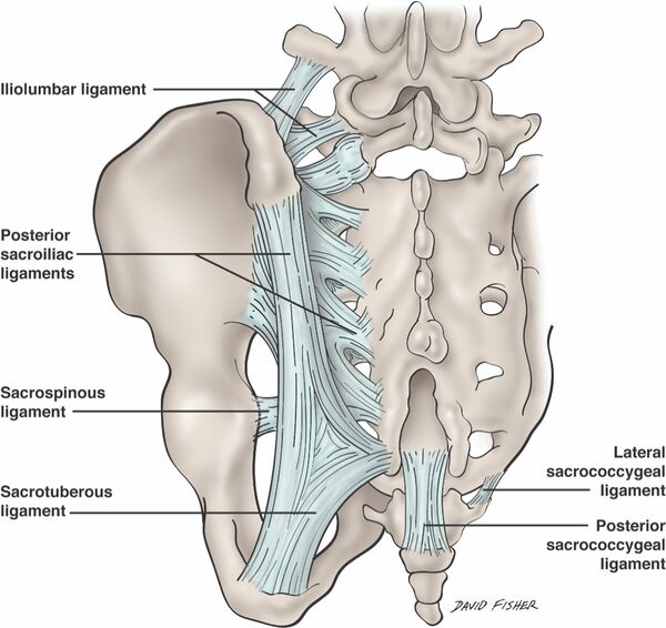 Sacroiliac Ligaments WikiSM Sports Medicine Wiki 