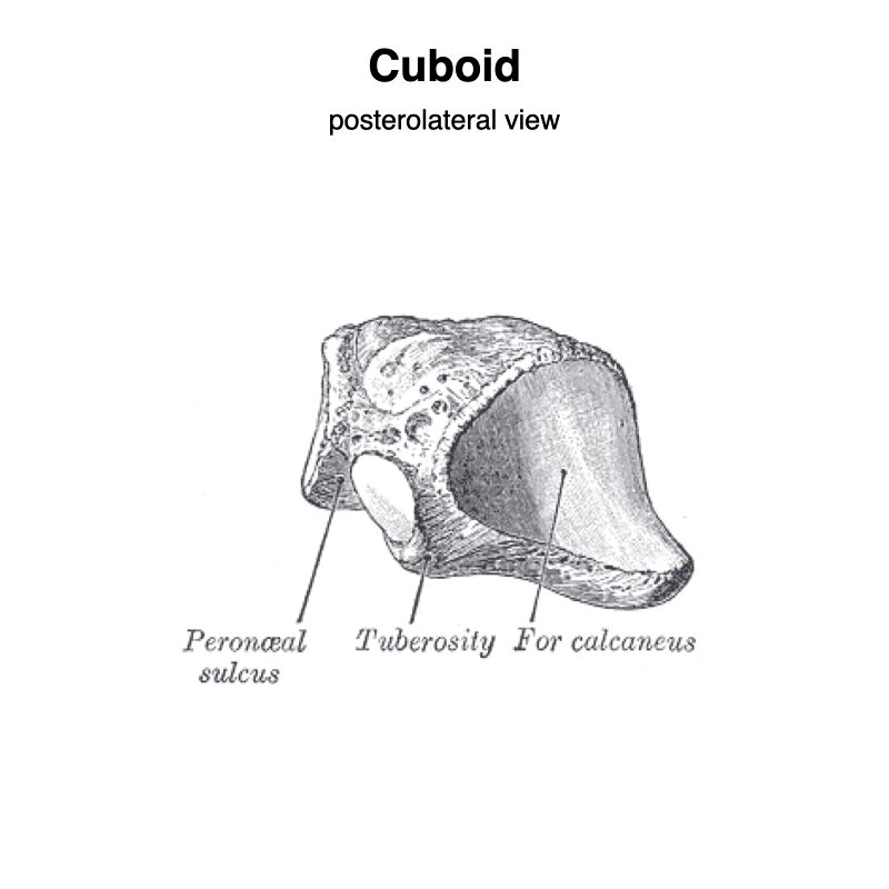 Cuboid Bone - WikiSM (Sports Medicine Wiki)