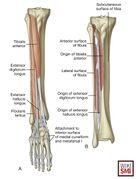 Lower Leg - WikiSM (Sports Medicine Wiki)