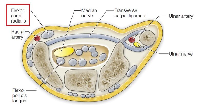 Wrist Flexor Tendons Cross Section