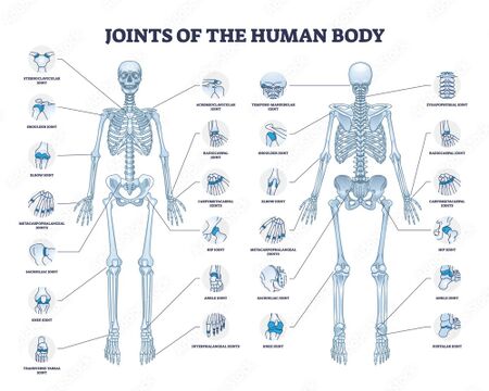 Joint Anatomy of the Human Body - WikiSM (Sports Medicine Wiki)