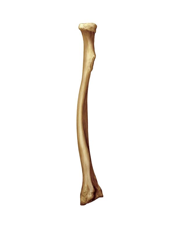 Radius Bone Anatomy and Function - WikiSM (Sports Medicine Wiki)