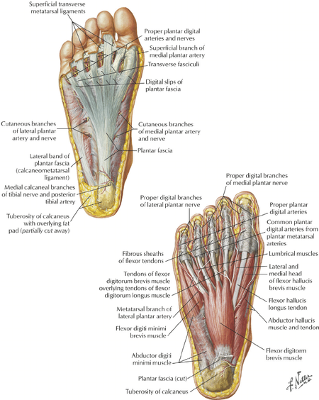 Plantar Fascia WikiSM Sports Medicine Wiki 
