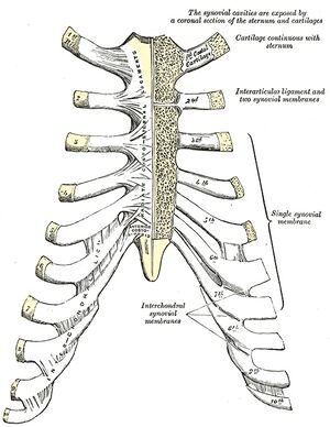 Sternocostal Joints - WikiSM (Sports Medicine Wiki)