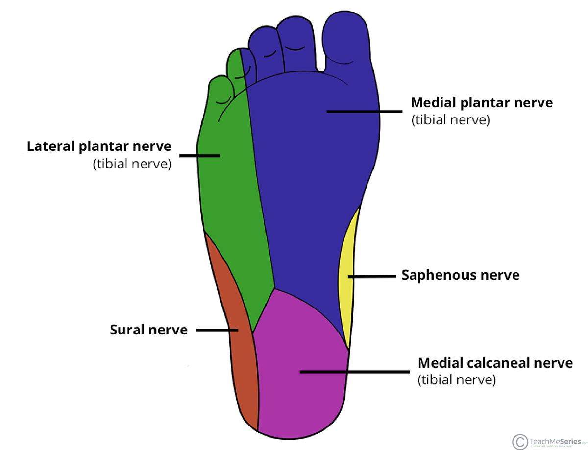 Medial Calcaneal Nerve - WikiSM (Sports Medicine Wiki)