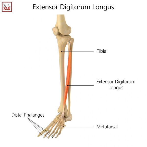 Extensor Digitorum Longus - WikiSM (Sports Medicine Wiki)