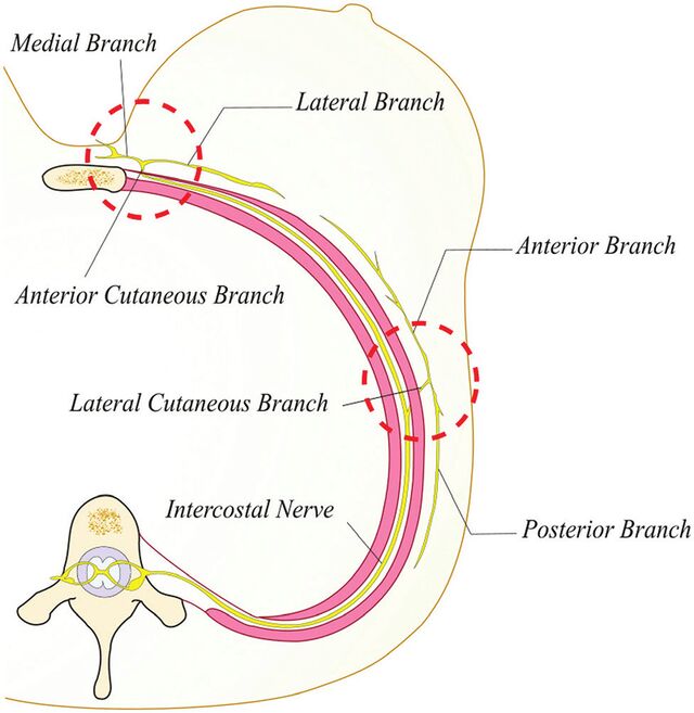 Anatomia Do Nervo Intercostal