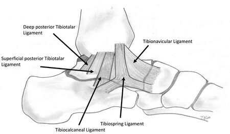 Tibiocalcaneal Ligament - WikiSM (Sports Medicine Wiki)