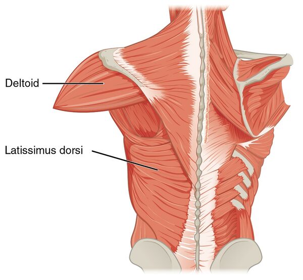 Latissimus Dorsi WikiSM Sports Medicine Wiki 
