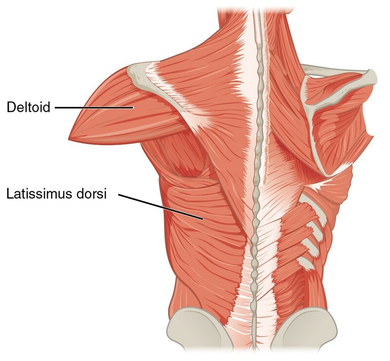 Latissimus Dorsi - WikiSM (Sports Medicine Wiki)