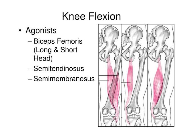 Knee Flexor Muscles - WikiSM (Sports Medicine Wiki)