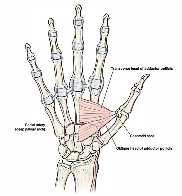 Sesamoid Bones of the Thumb - WikiSM (Sports Medicine Wiki)