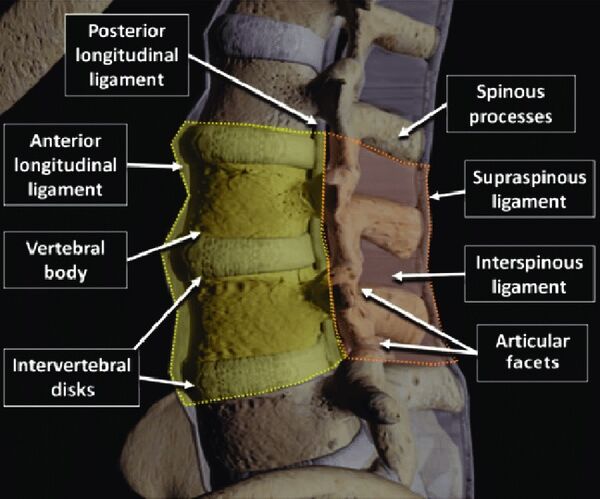 Back Anatomy - WikiSM (Sports Medicine Wiki)