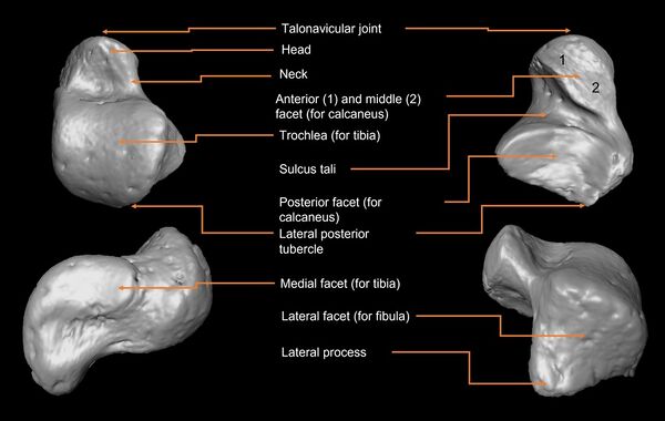 Talus Bone - WikiSM (Sports Medicine Wiki)