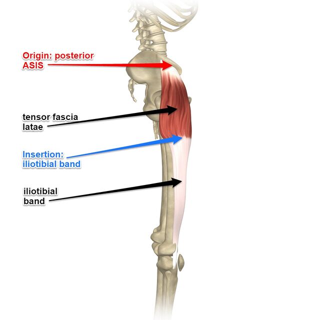 Tensor Fasciae Latae - WikiSM (Sports Medicine Wiki)