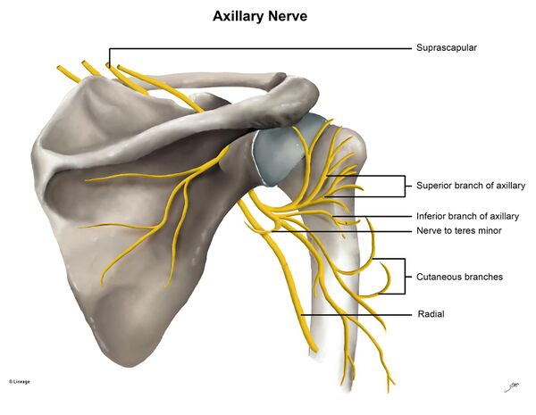 Axillary Nerve - WikiSM (Sports Medicine Wiki)
