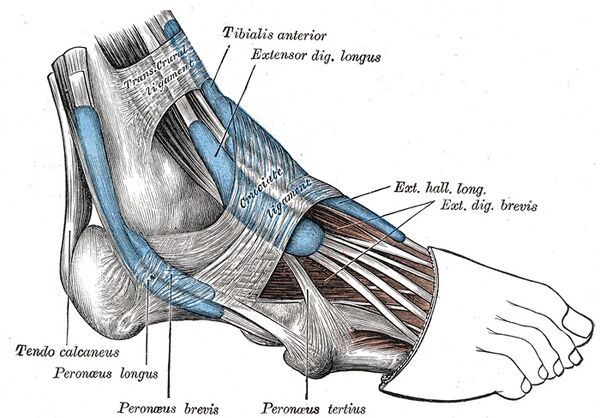 Extensor Hallucis Longus - WikiSM (Sports Medicine Wiki)
