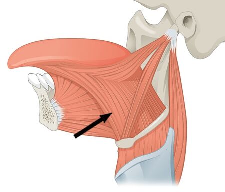 Hyoglossus Muscle - WikiSM (Sports Medicine Wiki)
