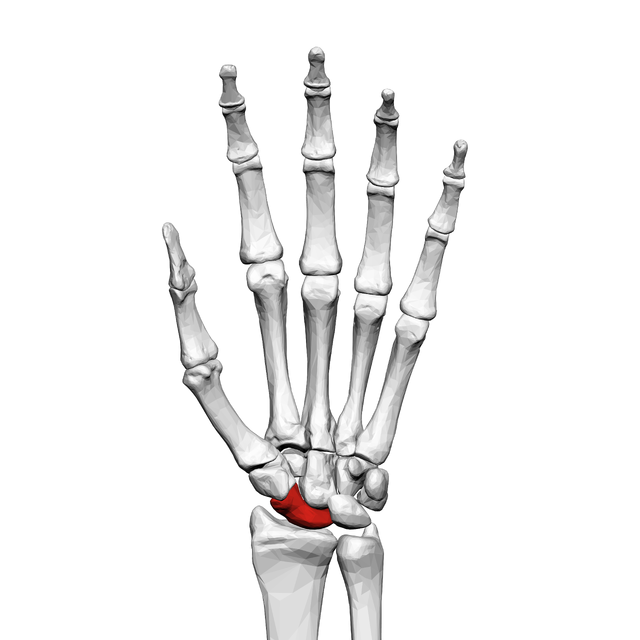 Scaphoid - WikiSM (Sports Medicine Wiki)
