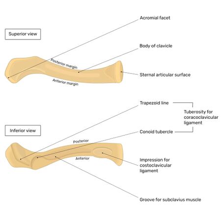 Clavicle - WikiSM (Sports Medicine Wiki)
