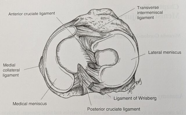 Meniscus Anatomy - Medial and Lateral - WikiSM (Sports Medicine Wiki)