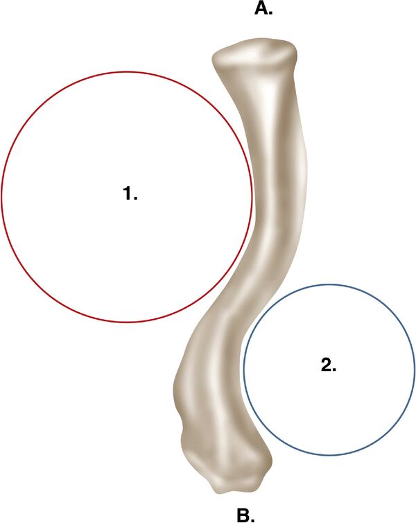 Clavicle - WikiSM (Sports Medicine Wiki)