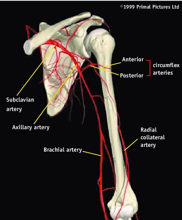 Vascular Anatomy - WikiSM (Sports Medicine Wiki)