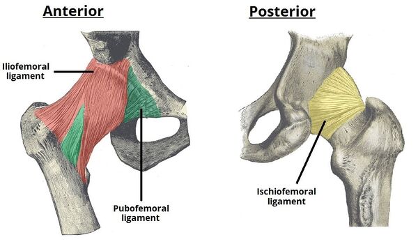Ischiofemoral Ligament - WikiSM (Sports Medicine Wiki)