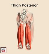 Posterior Compartment of the Thigh - WikiSM (Sports Medicine Wiki)