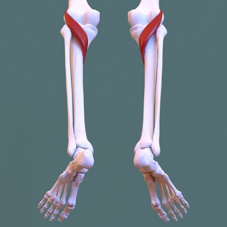 Popliteus - WikiSM (Sports Medicine Wiki)