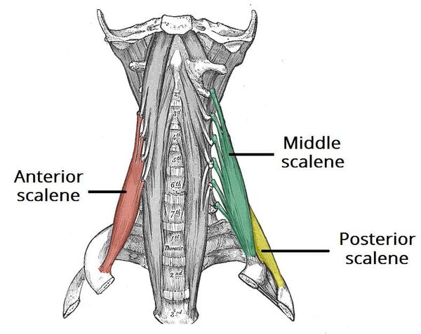 Neck Anatomy - WikiSM (Sports Medicine Wiki)