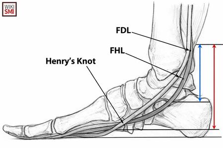 Knot of Henry - WikiSM (Sports Medicine Wiki)
