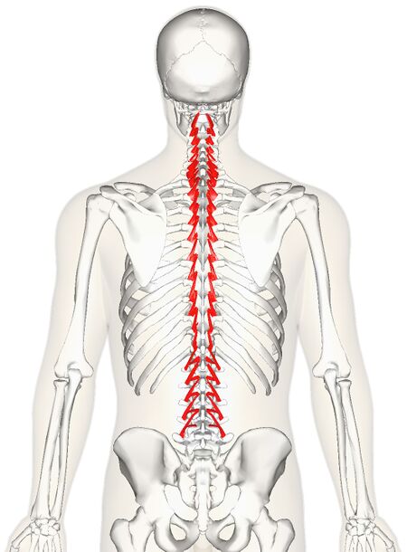 Rotatores - WikiSM (Sports Medicine Wiki)