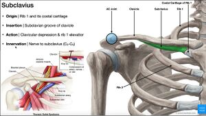 Subclavius - WikiSM (Sports Medicine Wiki)