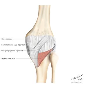 Oblique Popliteal Ligament - WikiSM (Sports Medicine Wiki)