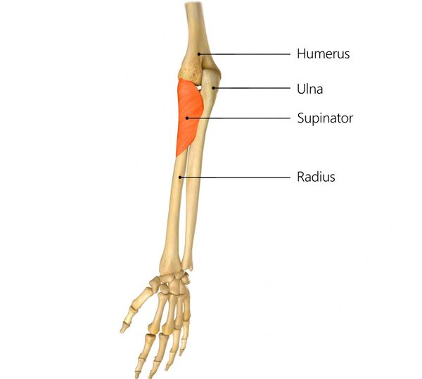 Supinator - WikiSM (Sports Medicine Wiki)