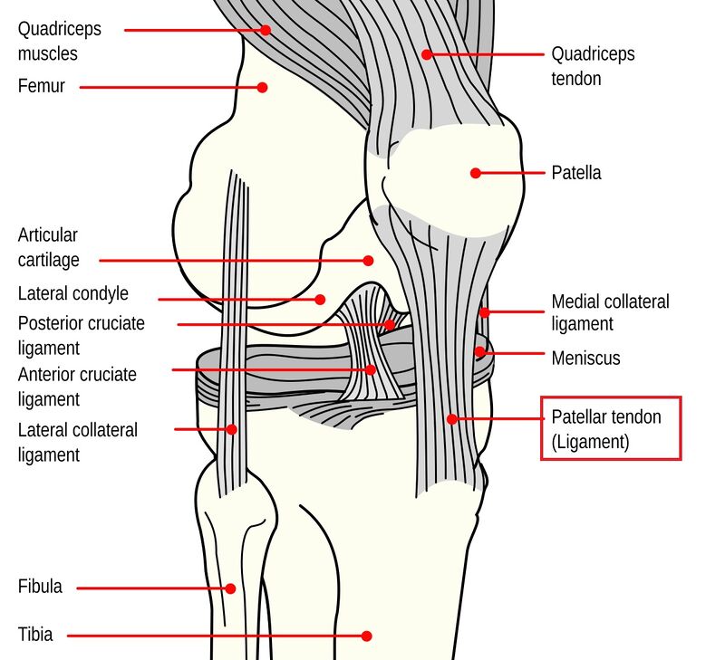 Patellar Tendon - WikiSM (Sports Medicine Wiki)