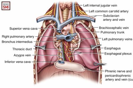 Thoracic Anatomy - WikiSM (Sports Medicine Wiki)