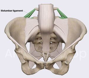 Iliolumbar Ligament - WikiSM (Sports Medicine Wiki)