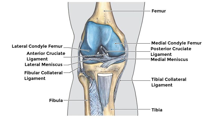 Anterior Knee Anatomy Vascular Coverage Of The Anterior Knee Region