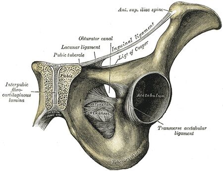 Pubic Symphysis - WikiSM (Sports Medicine Wiki)