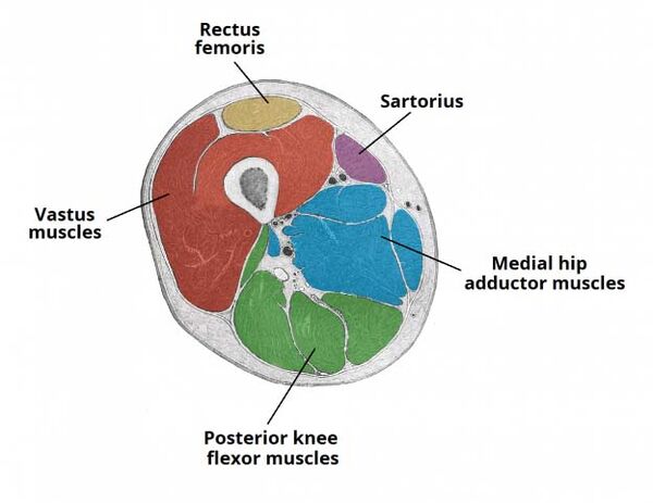 Hip Anatomy - WikiSM (Sports Medicine Wiki)